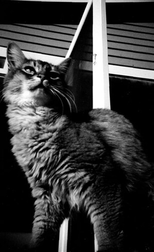 Queequeg - JungleKey.fr Image #100
