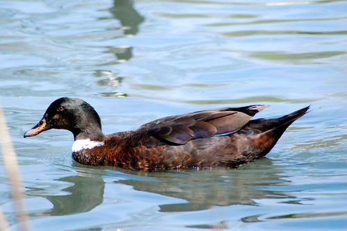 Mallard x Muscovy Duck | Hybrid birds | Flickr