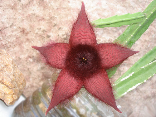 Eriosyce - Caralluma (Frerea) indica y Otras Asclepiadáceas ...
