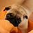 Flickriver: Most interesting photos from Pugglet pug pups pool