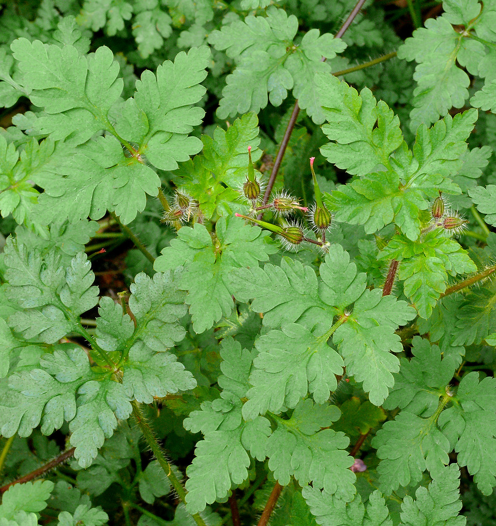 Geranium robertianum #1 | Geraniaceae - Wide distribution, a… | Flickr