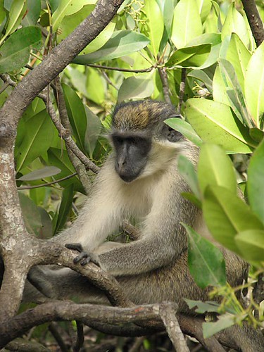 Gambian Wildlife | Africa tarvel