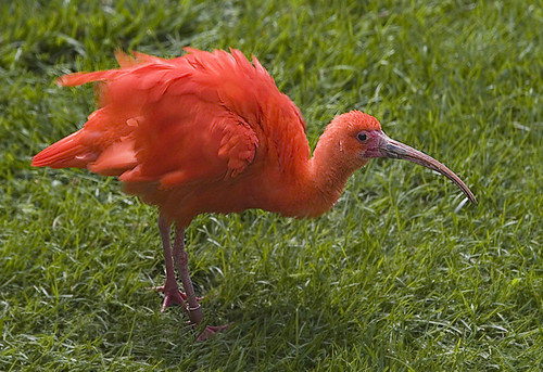 A-Z zoo animals | SpanishDictionary.com Answers